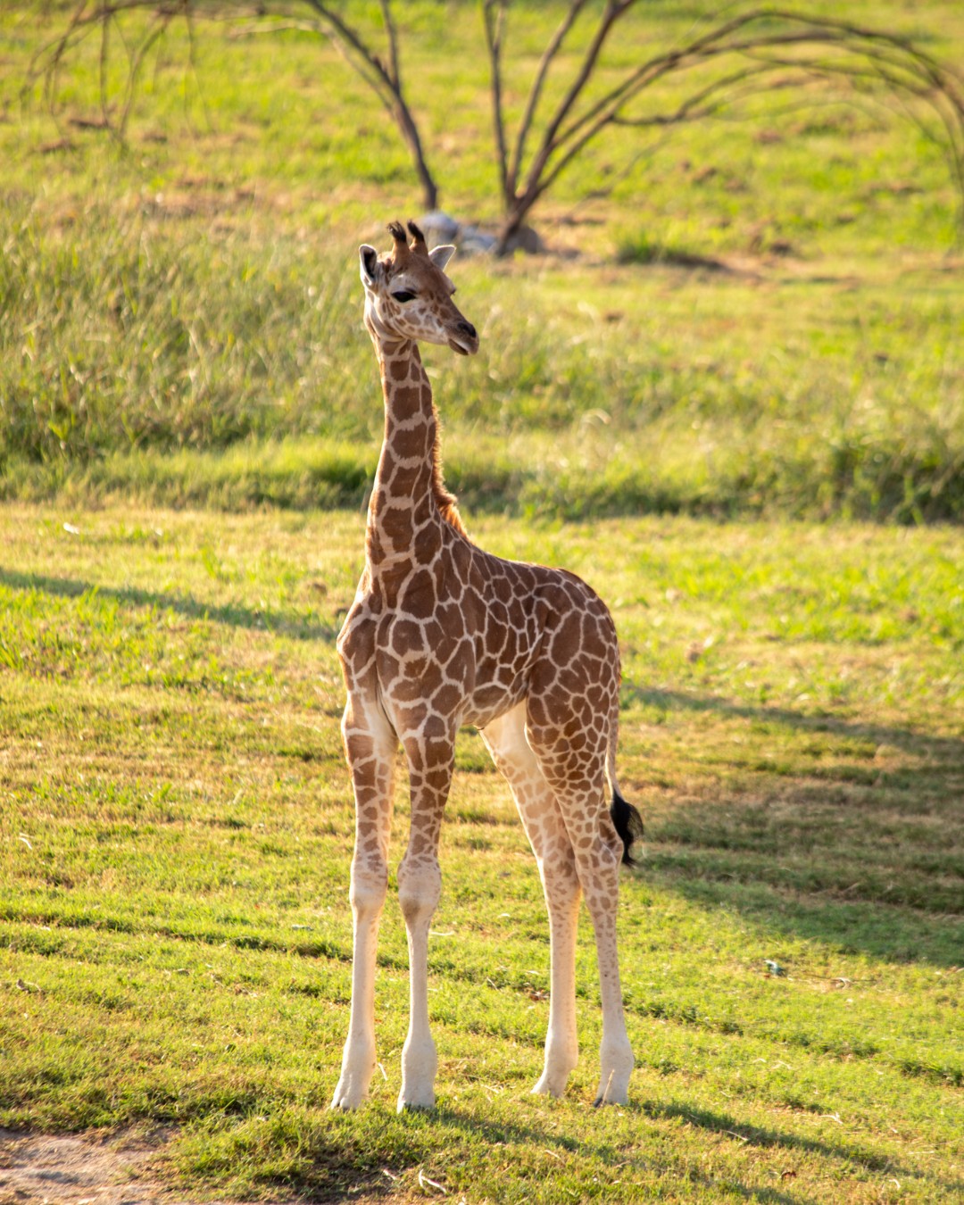 Osage Casino & Hotel Giraffe Barn - Building Beyond